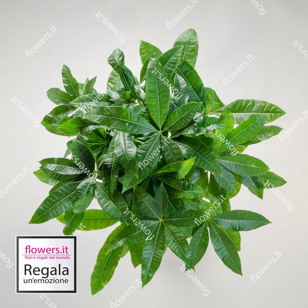 Pianta di pachira, pianta da interno, regalo di buon auspicio, consegna ...