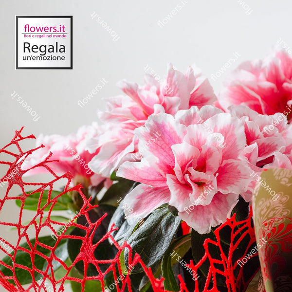 Pianta di azalea, pianta da interno o esterno, fiori a domicilio ...